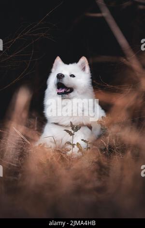 A vertical shot of an adorable Samoyed dog Stock Photo - Alamy