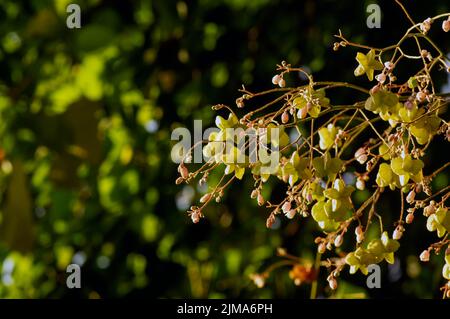 Tahongai, guest tree, Kleinhovia hospita, known as Katimaha, Timoho ...