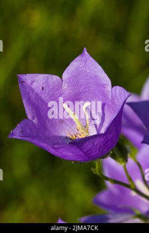 Single Bluebell in grass Stock Photo - Alamy