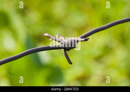 Barbed wire against green grass and foliage Stock Photo - Alamy