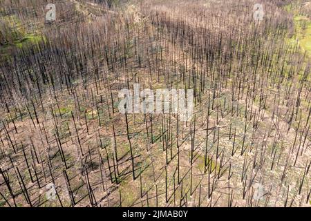 Grand County, Colorado - The aftermath of the East Troublesome Fire ...
