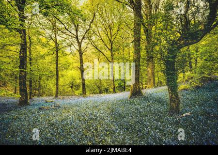 A carpet of bluebells in a secretive woodland in the Rusland Valley of ...