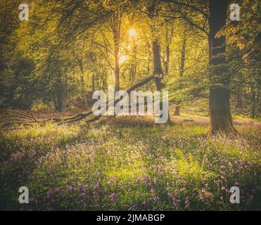 A carpet of bluebells in a secretive woodland in the Rusland Valley of ...