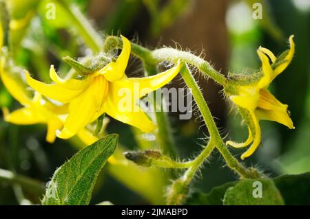 Bright yellow flowers of tomatoes Stock Photo - Alamy