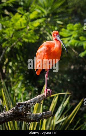 Flock of scarlet ibis Trinidad and Tobago Stock Photo - Alamy