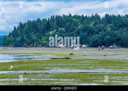 A view of the shoreline in Dash Point, Washington Stock Photo - Alamy