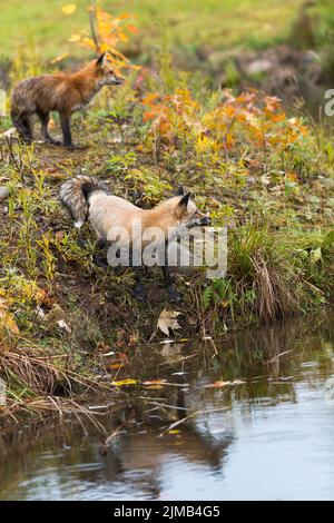 Amber Phase Red Fox (Vulpes vulpes) Dips Mouth Into Water Reflected ...