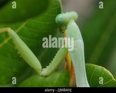 A closeup of a praying mantis (Rhombodera extensicollis) in the family ...