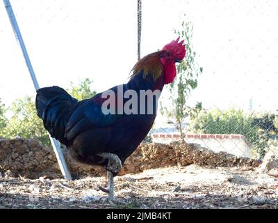 A closeup shot of a rooster cock standing on a rocky wall near green ...