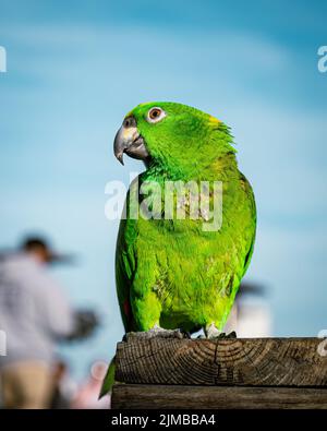 Vertical shot of a colorful parrot standing on a tree branch with a ...