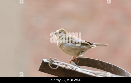A shallow focus shot of Old World sparrow perched on rusty metal ...