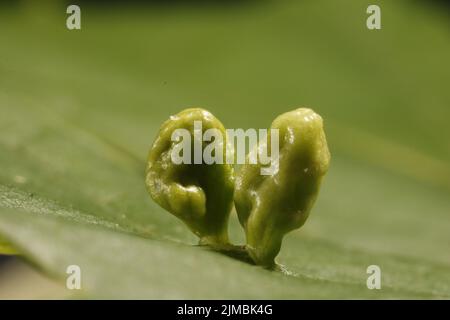Plant galls on silver maple Stock Photo - Alamy
