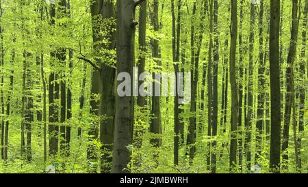 beech forest, fagus sylvatica, niedersachsen, germany Stock Photo - Alamy