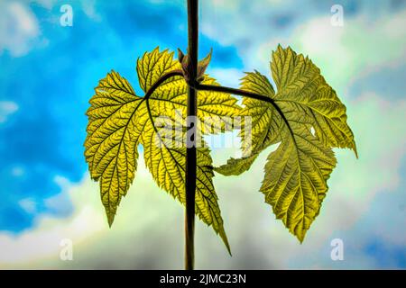 Ornamental Hop Leafs Stock Photo - Alamy
