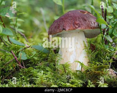 Pinewood King Bolete, Boletus pinophilus Stock Photo - Alamy