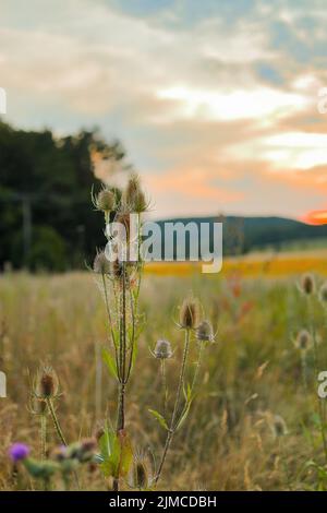 wildteasel in a flowerfield in the woodland Stock Photo - Alamy