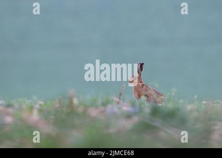 The European hare, also known as the brown hare, is a species of hare ...
