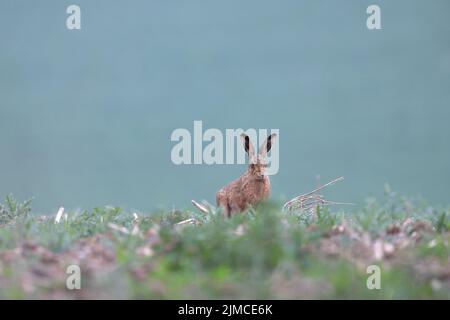 The European hare, also known as the brown hare, is a species of hare ...