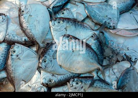 Razor moonfish (mene maculata) raw fish on market, background Stock ...