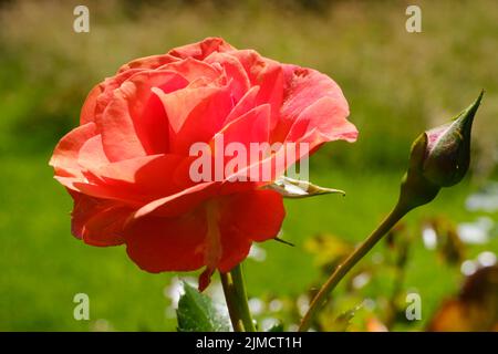 Flower of the shrub rose (Rosa), Lambada, Mainau Island, Lake Constance ...