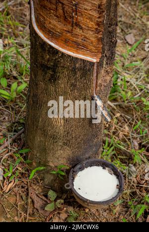 natural raw rubber tree plant in farm Stock Photo - Alamy