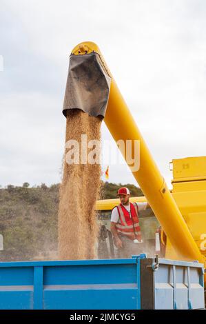 A yellow combine harvester on a trailer is towed by a red tractor ...