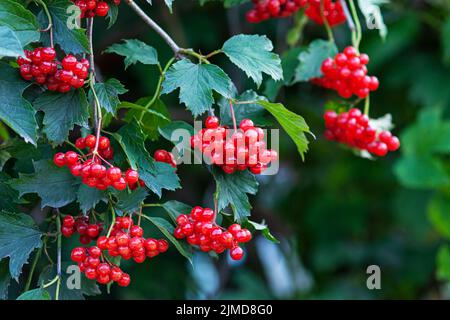 Berries of red viburnum or viburnum opulus on branches in an autumn ...