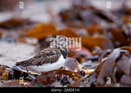 ruddy turnstone (Arenaria interpres), with eclipse plumage, Germany ...