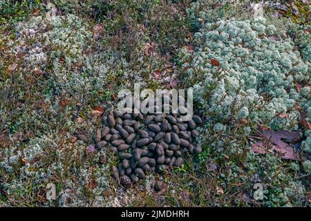 Moose scat - Moose droppings / Alces alces Stock Photo - Alamy