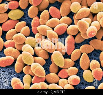 Breast milk bacteria, SEM Stock Photo - Alamy