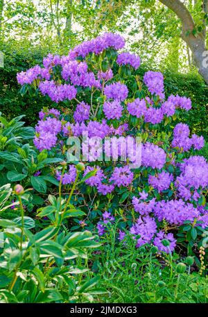 closeup of rhododendron flowers in the sun Stock Photo - Alamy