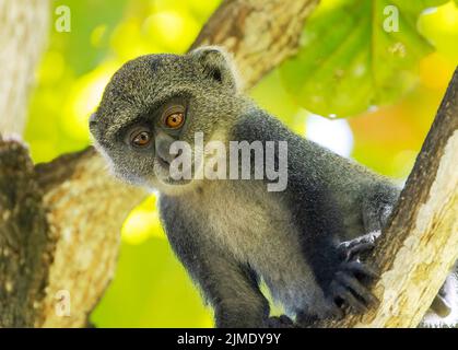 Monkeys, white-throated guenon, Cercopithecus albogularis in Kenya ...