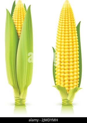 Vector corn collection. Realistic corn cobs isolated on transparent ...