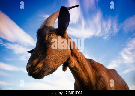 Goat photographed with blue sky background Stock Photo - Alamy