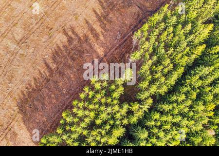 A felled forest part from above Stock Photo - Alamy