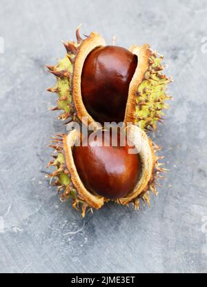 Chestnuts in the shell on a stone plate Stock Photo - Alamy
