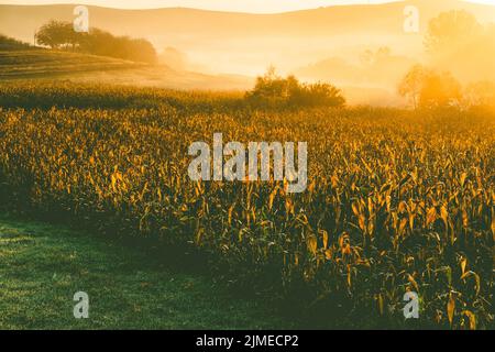 amazing panorama of golden corn fields in autumn sunrise Stock Photo ...