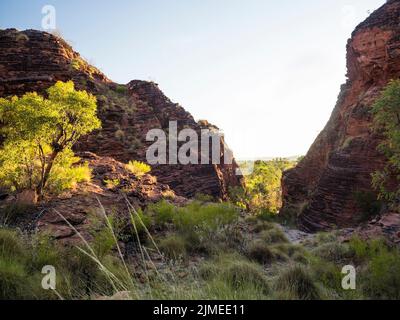 Vegetation near a gap between quartz sandstone and congolmerate ...