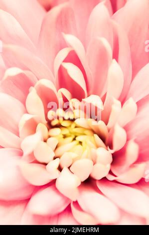 Abstract floral background, pink chrysanthemum flower. Macro flowers ...
