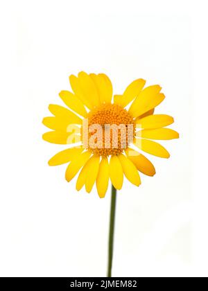 Cota tinctoria golden marguerite or yellow chamomile flowers Stock ...