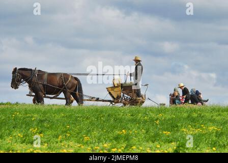 An Amish Man Working the Fields Controlling 2 Horses With 5 of His ...