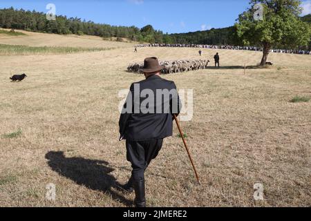 Hohenfelden, Germany. 06th Aug, 2022. Shepherd Herbert Kind from ...