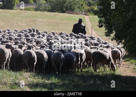 Hohenfelden, Germany. 06th Aug, 2022. Shepherd Herbert Kind from ...