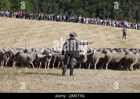 Hohenfelden, Germany. 06th Aug, 2022. Shepherd Herbert Kind from ...