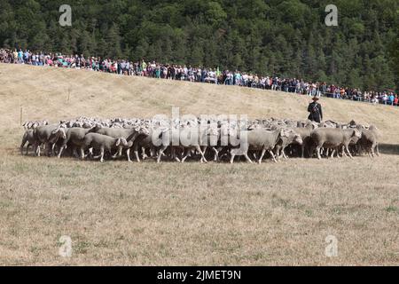 Hohenfelden, Germany. 06th Aug, 2022. Shepherd Herbert Kind from ...