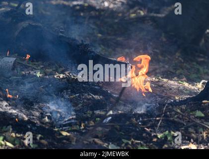 Bad Schandau, Germany. 03rd Aug, 2022. Flames blaze at an ember during ...