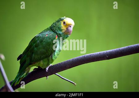 Yellow-headed Parrot (Amazona ochrocephala Stock Photo - Alamy