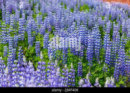 A roadside field of Alaskan lupins in southern Iceland Stock Photo - Alamy