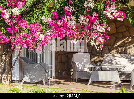 Beautiful pink and white begonville flowers on traditional summer house ...