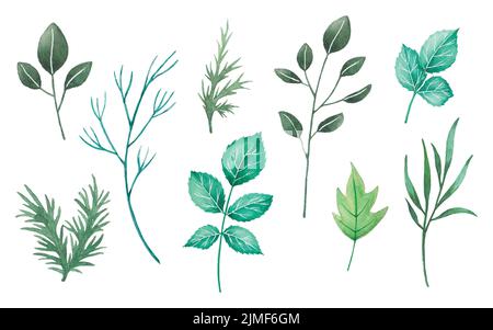 Watercolor leaves set, various green leaf and branch illustration ...